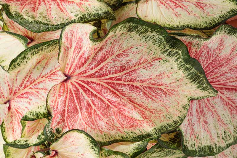 Caladium Heart to Heart® 'Bold 'N Beautiful' (Angel Wings)