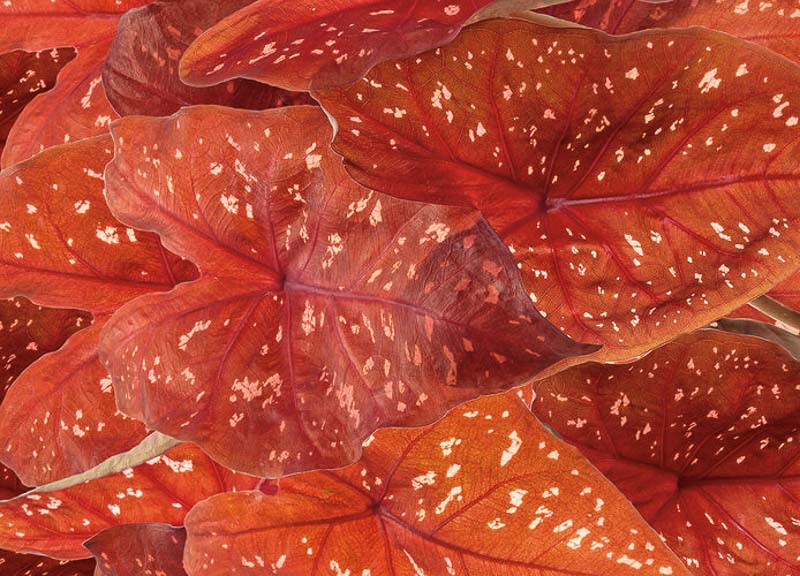 Caladium Heart to Heart® 'Burning Heart' (Angel Wings)