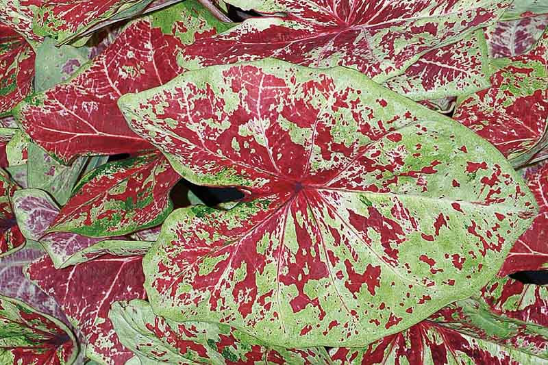Caladium Heart to Heart® 'Raspberry Moon' (Angel Wings)