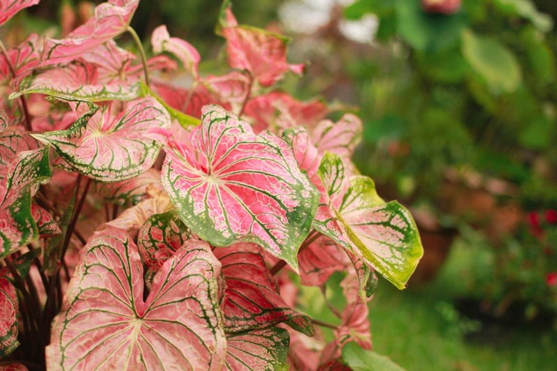 Caladium: How to Grow and Care with Success