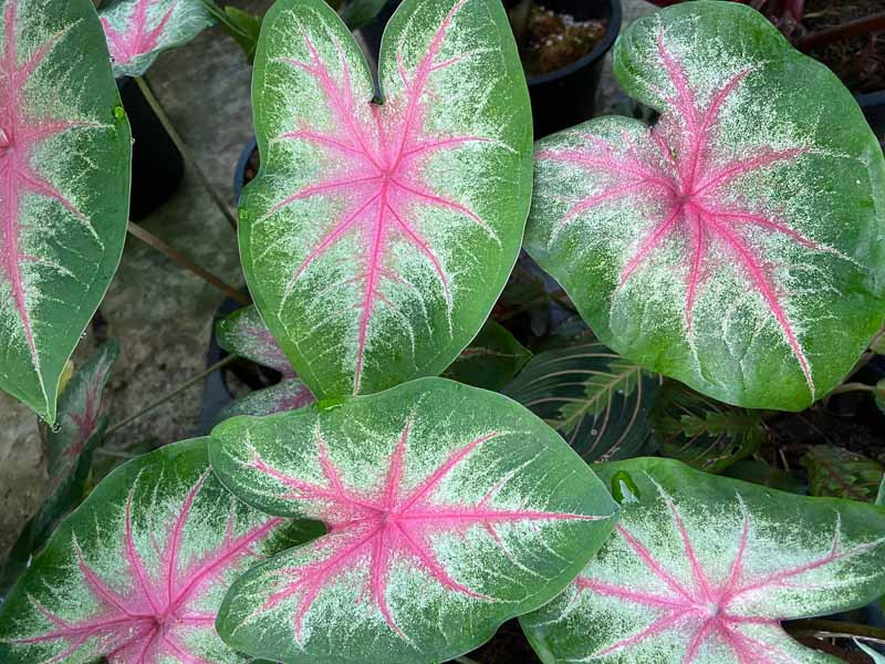 Caladium 'Rosebud' (Angel Wings)