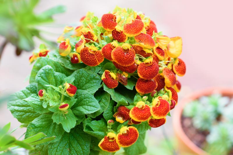 Calceolaria Herbeohybrida Group (Pocketbook Plant)