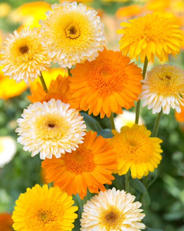 Calendula officinalis 'Kinglet Mix' (Pot Marigold)