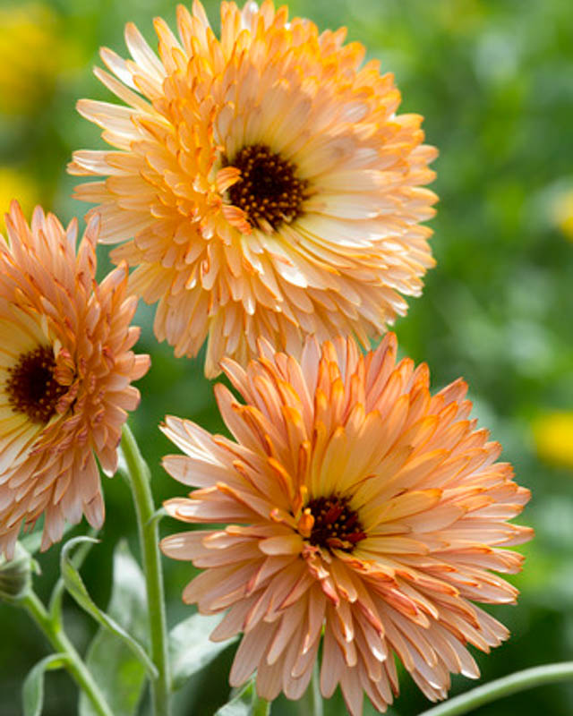 Calendula officinalis 'Orange Flash' (Pot Marigold)
