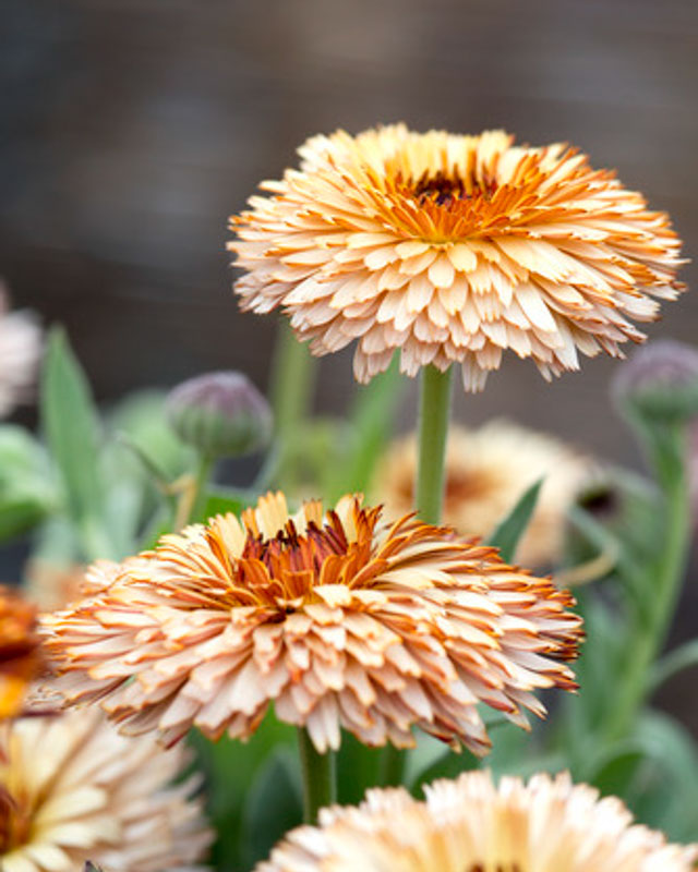 Calendula officinalis 'Pygmy Buff' (Pot Marigold)