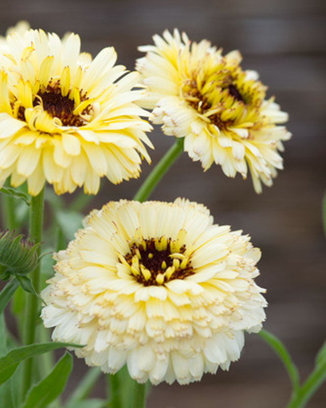 Calendula officinalis 'Ivory Princess' (Pot Marigold)