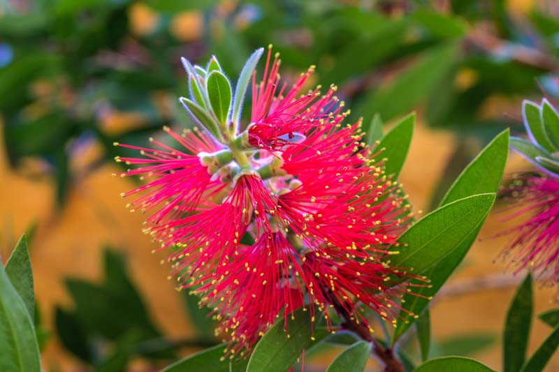 Callistemon citrinus 'Splendens' (Crimson Bottlebrush)