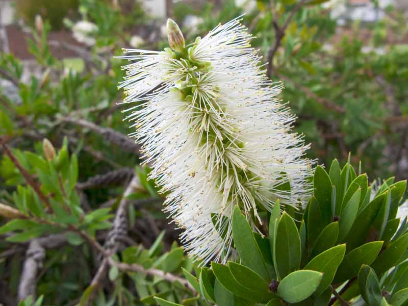 Callistemon Citrinus Leaf