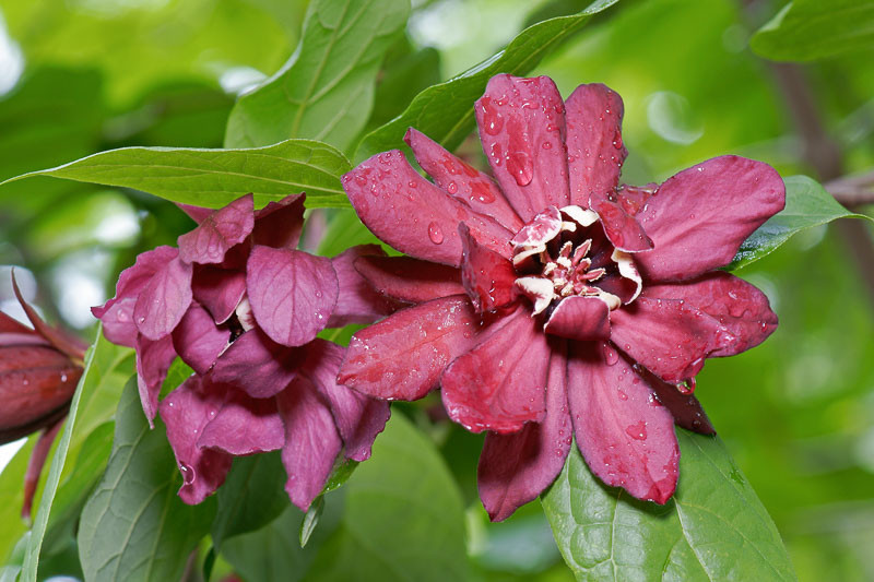 Hartlage Wine Sweetshrub Calycanthus
