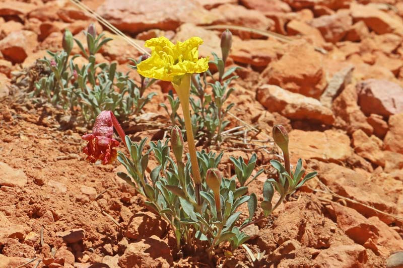 Calylophus lavandulifolius (Lavendar-leaf Sundrops)