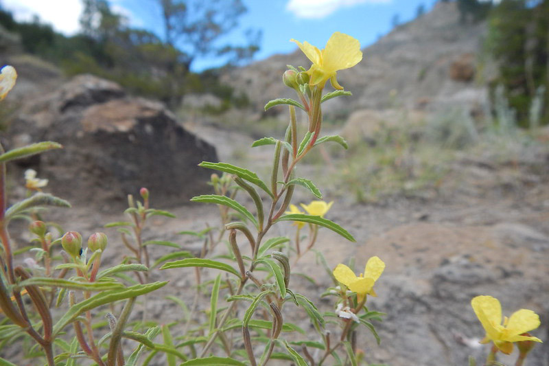 Calylophus serrulatus (Plains Evening Primrose)