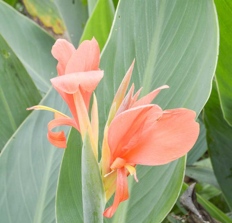 Canna 'Erebus' (Canna Lily)