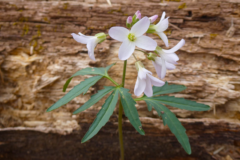 Cardamine concatenata (Cutleaf Toothwort)