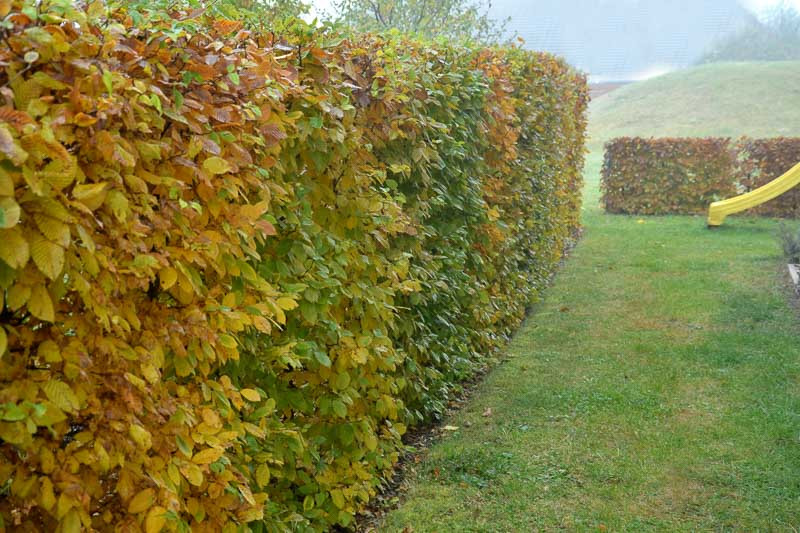 Carpinus Betulus Hedge