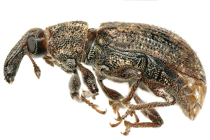 Carrot Weevil - Prevention and Control