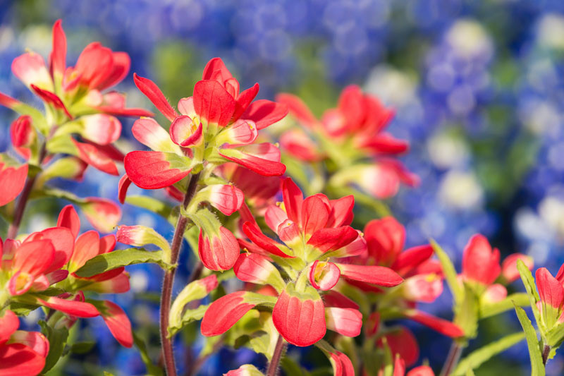 Castilleja indivisa (Texas Indian Paintbrush)