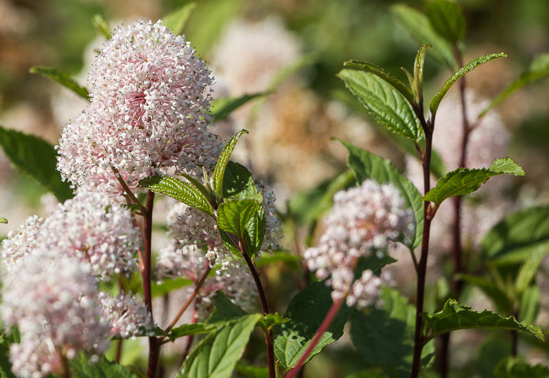 Ceanothus americanus (New Jersey Tea)