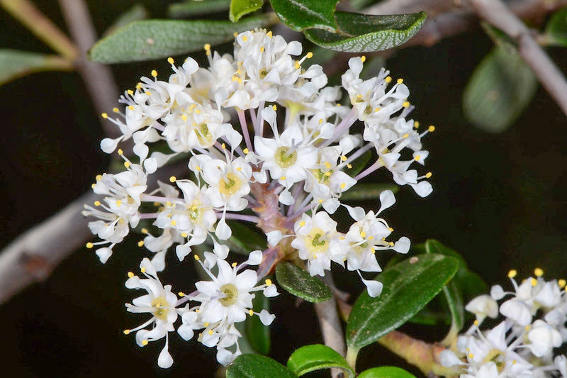 Ceanothus cuneatus (Buckbrush)