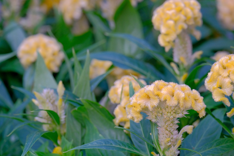 Celosia argentea var. cristata 'Cramer's Lemon Lime' (Cockscomb)