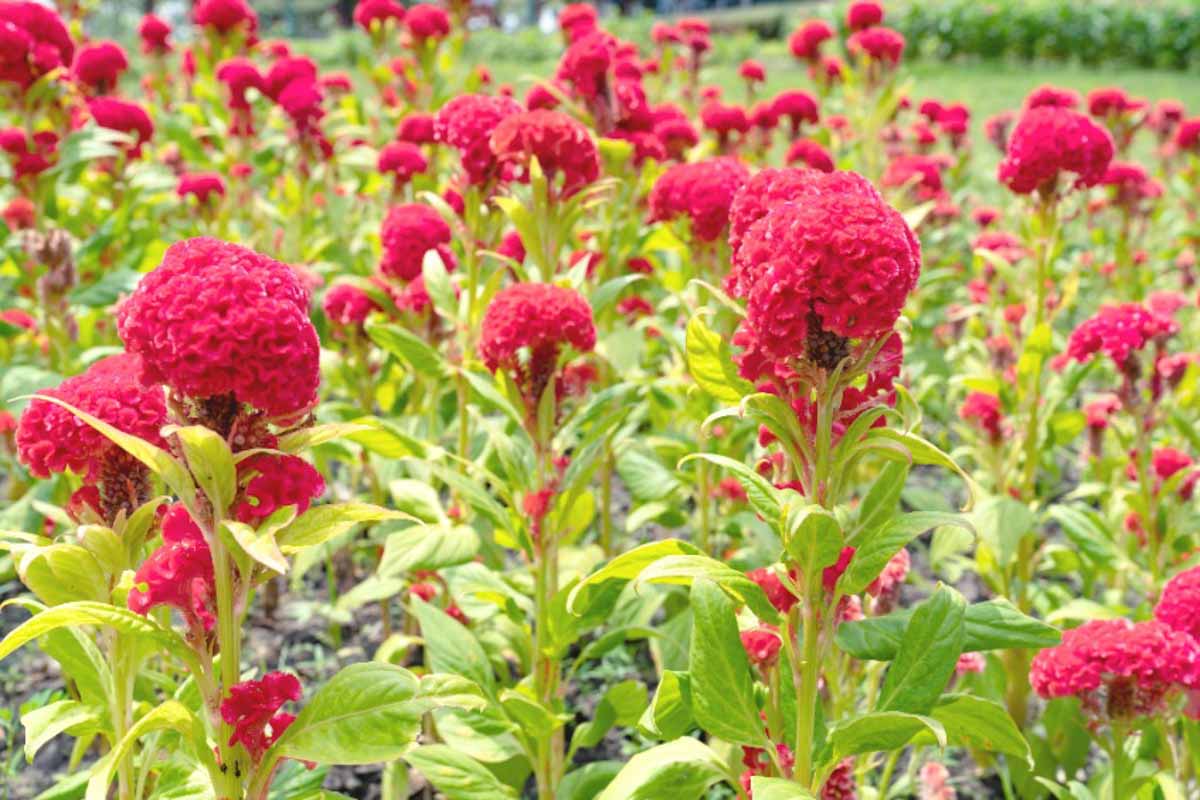 Celosia Cristata