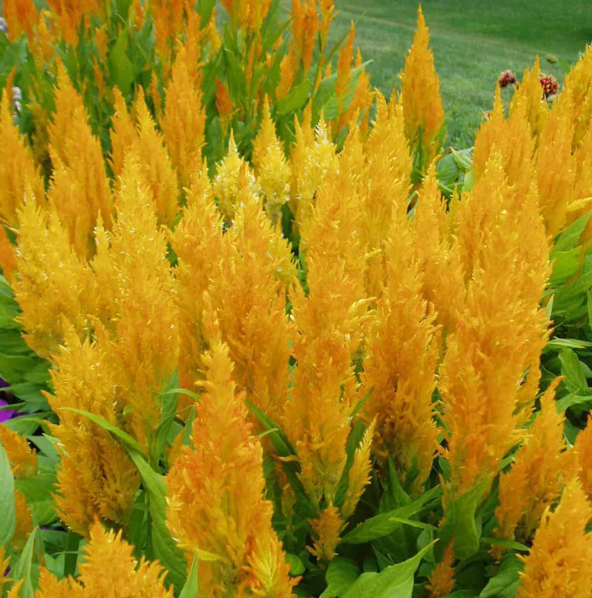 Yellow Celosia Flower