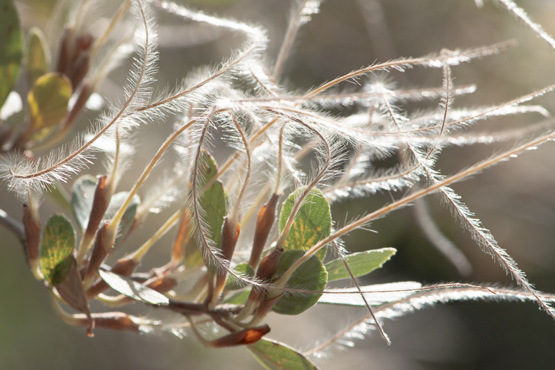 Cercocarpus betuloides (Mountain Mahogany)