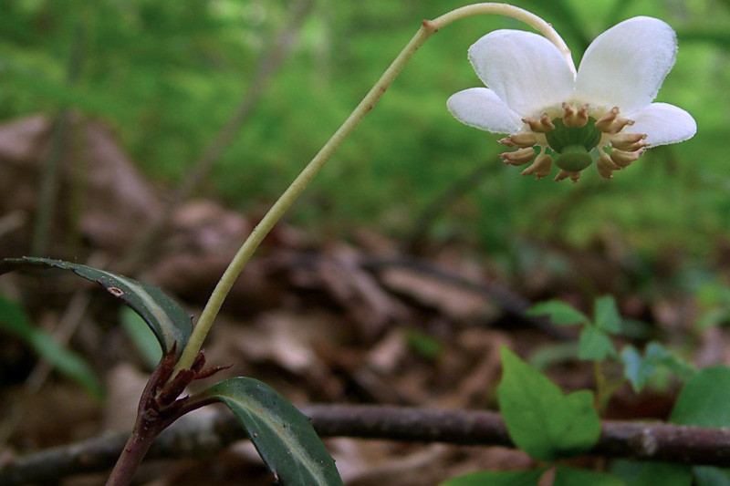 Chimaphila Maculata About Spotted Wintergreen Maryland Biodiversity