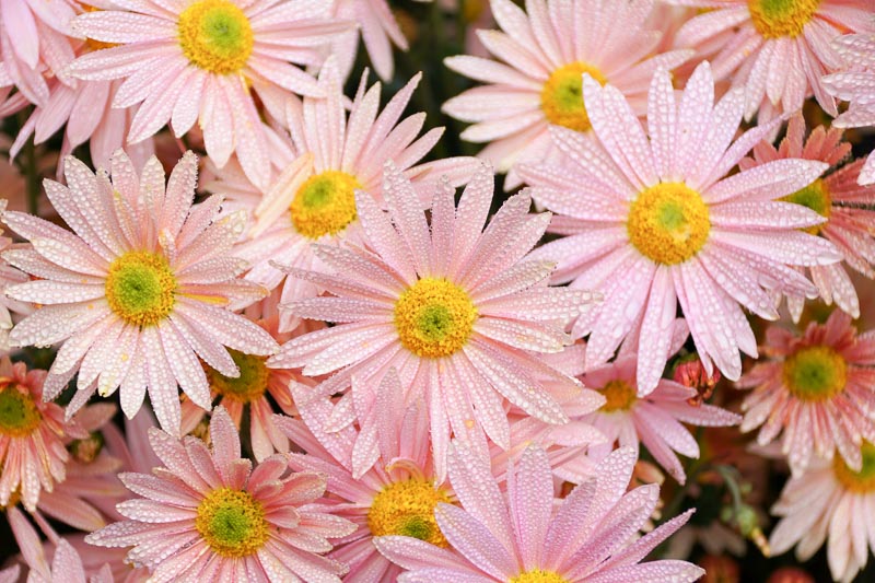 Pink Daisy