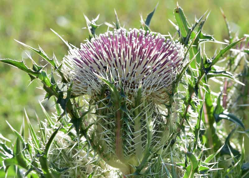Bull Thistle Seed