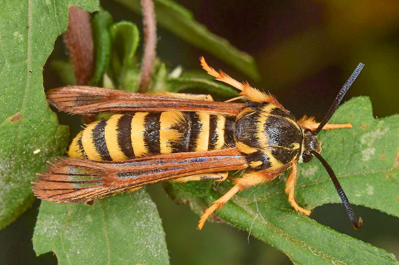 Clearwing Borers - Prevention and Control