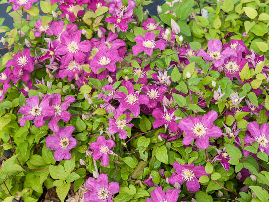 Clematis 'Barbara Harrington' (Late Large-Flowered Clematis)