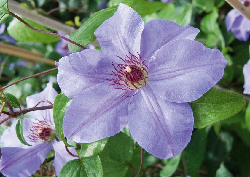 Clematis 'Ramona' (Late Large-Flowered Clematis)
