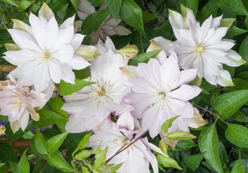 Clematis 'Violet Elizabeth' (Early Large-Flowered Clematis)