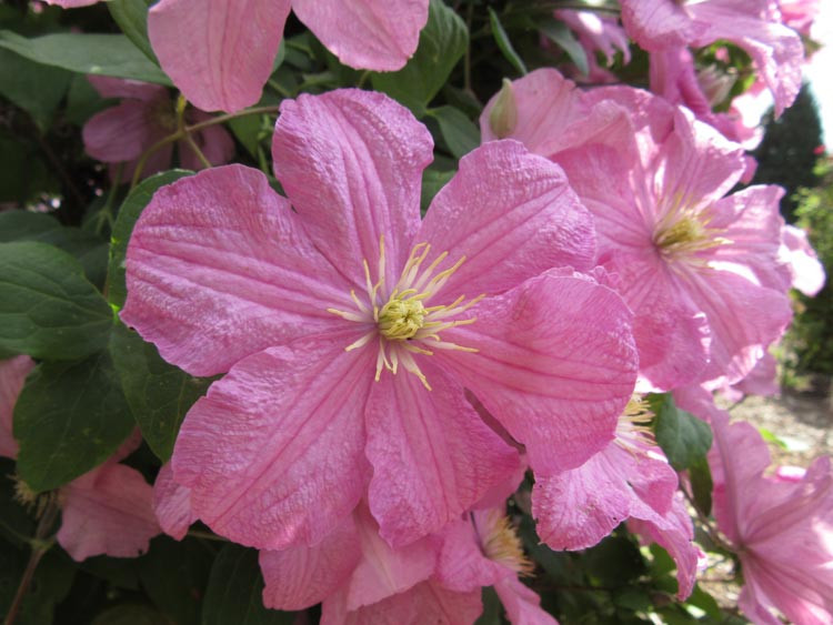 Clematis 'Comtesse de Bouchaud' (Late Large-Flowered Clematis)
