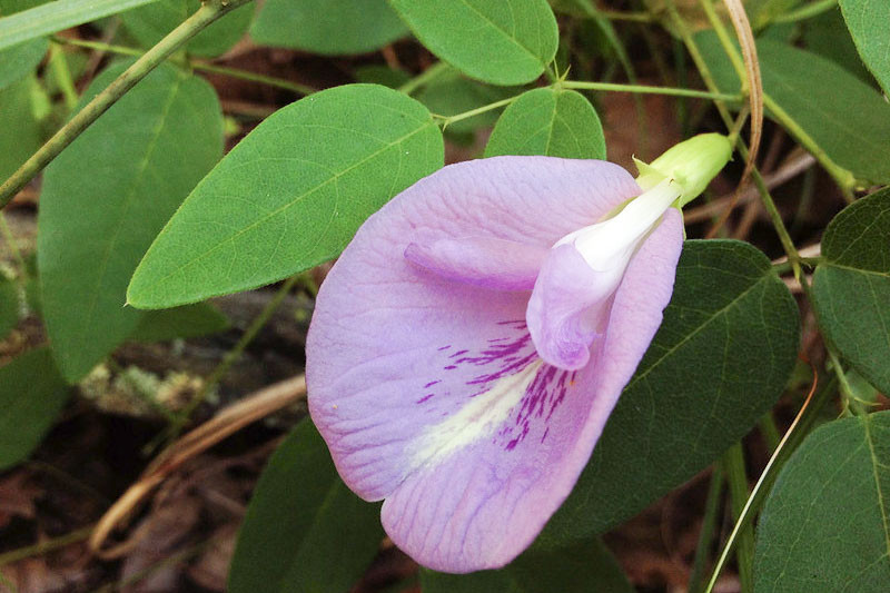 Clitoria mariana (Atlantic Pigeon Wings)