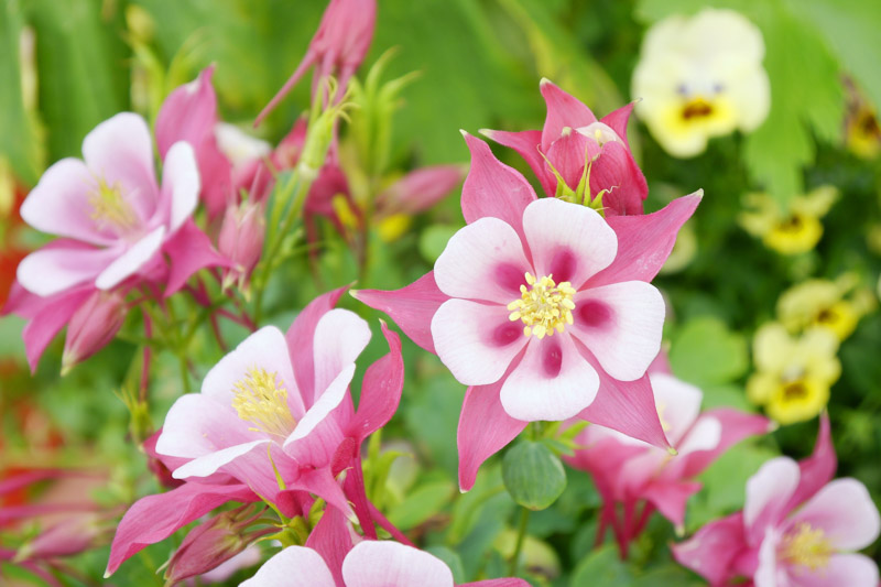 Columbine: How to Grow and Care with Success