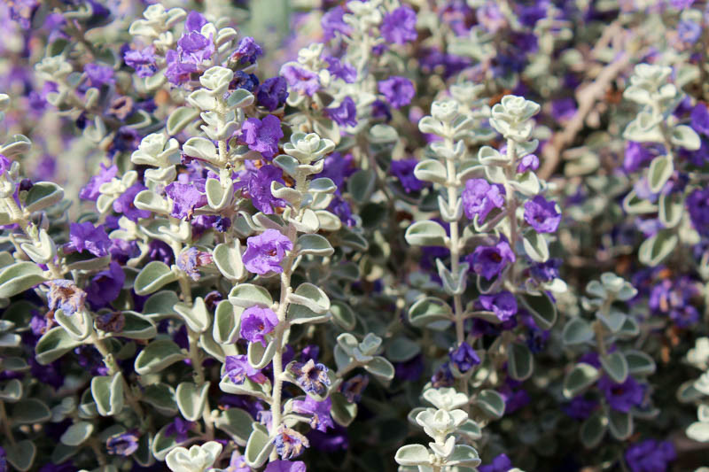 Condea emoryi (Desert Lavender)