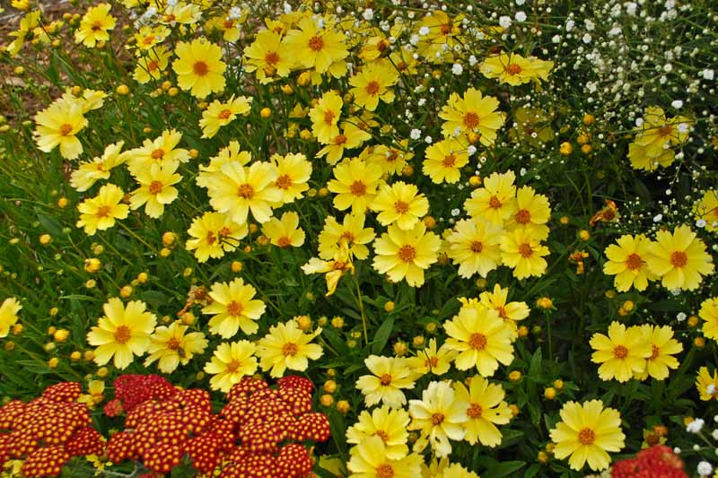 Coreopsis 'Full Moon' (Big Bang Series)