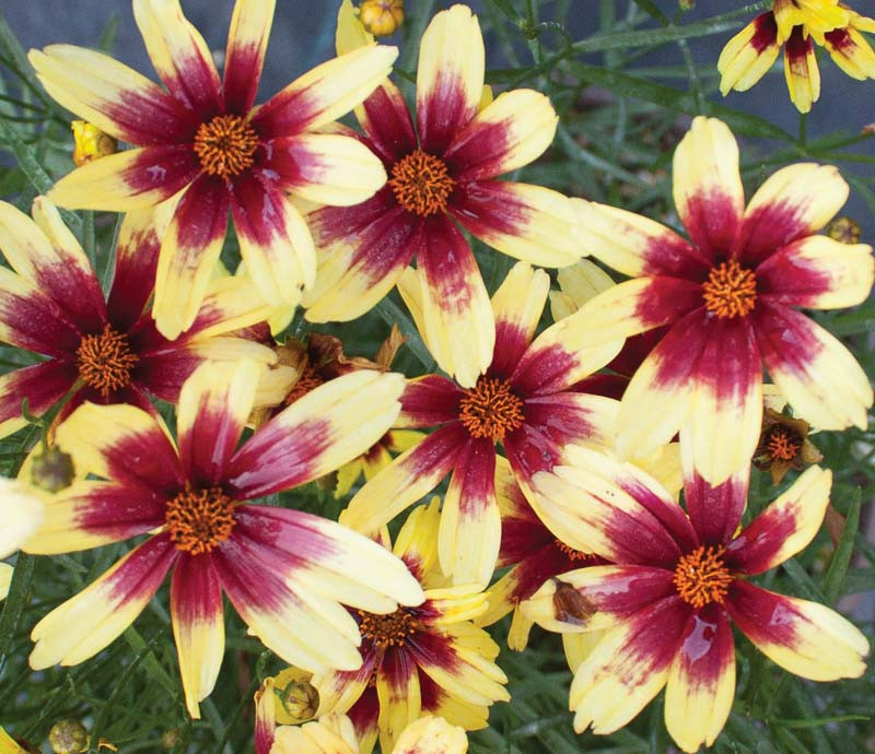Coreopsis 'Red Chiffon' (Tickseed)