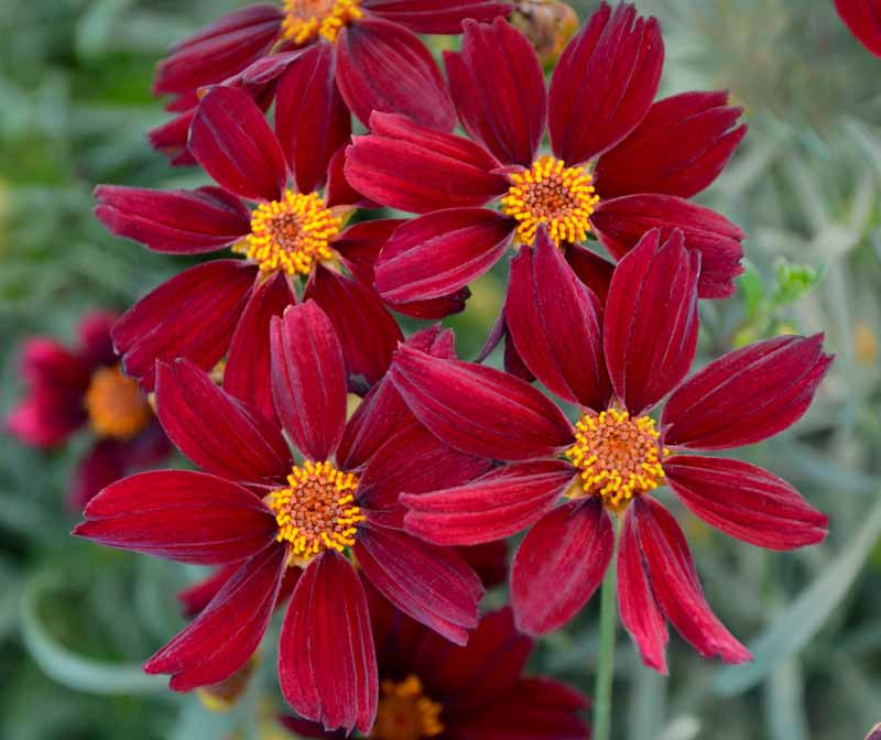 Coreopsis 'Red Satin' (Tickseed)