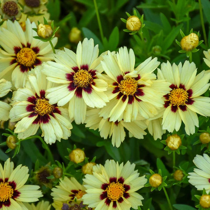 Coreopsis UPTICK™ Cream and Red (Tickseed)
