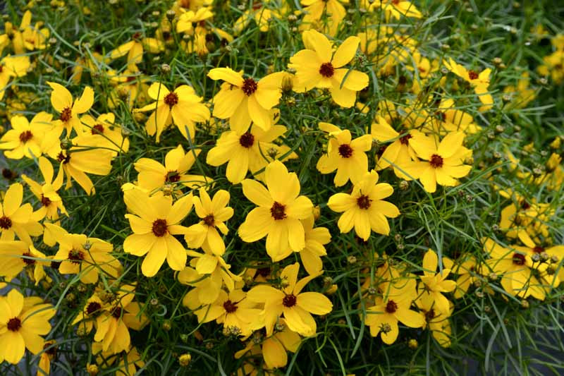 Coreopsis 'Imperial Sun' (Tickseed)