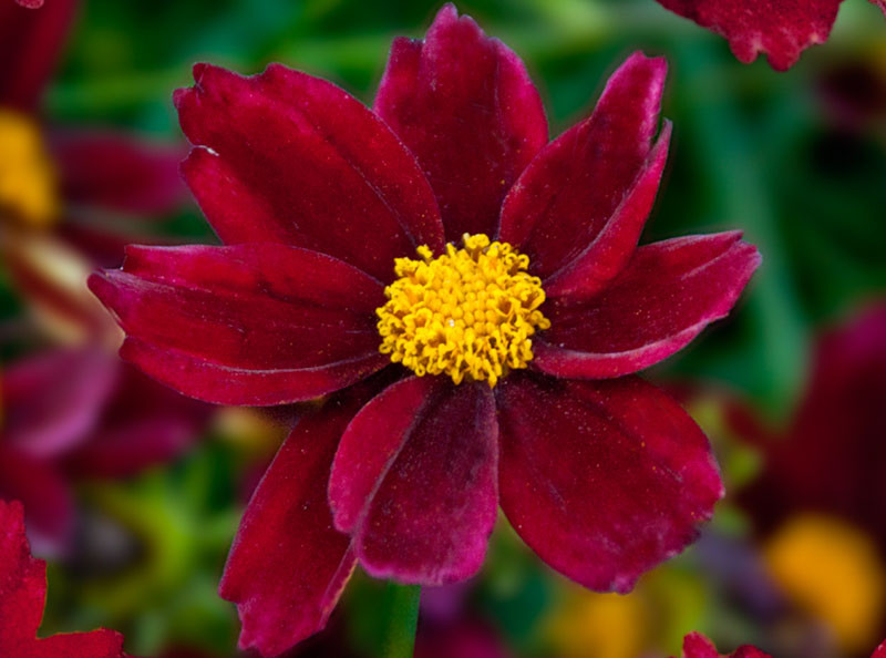 Coreopsis 'Mercury Rising' (Tickseed)