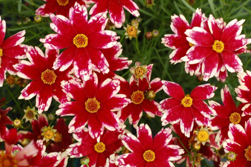 Coreopsis 'Ruby Frost' (Tickseed)