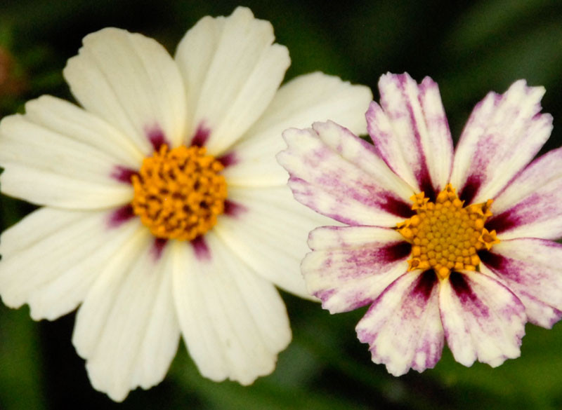 Coreopsis 'Star Cluster' (Tickseed)