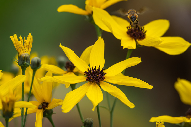 Coreopsis tripteris (Tall Tickseed)