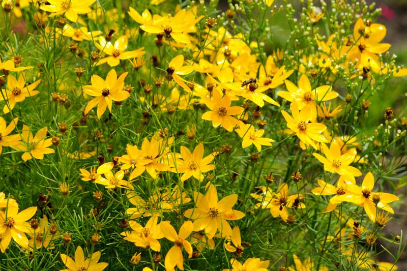 Coreopsis verticillata (Threadleaf Coreopsis)