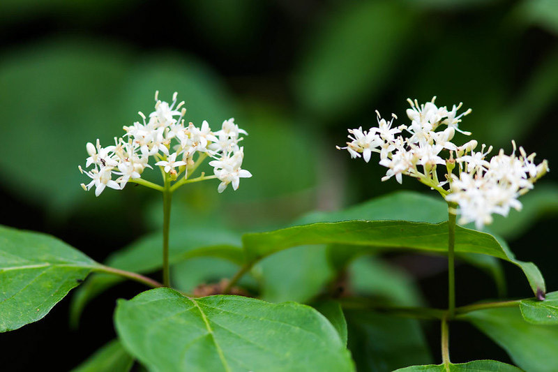 Cornus foemina (Swamp Dogwood)