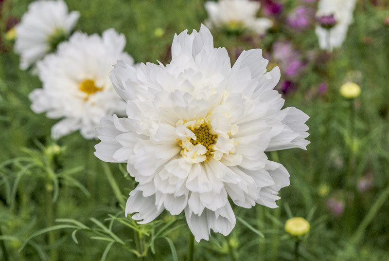 Cosmos bipinnatus 'Double Click Snow Puff'