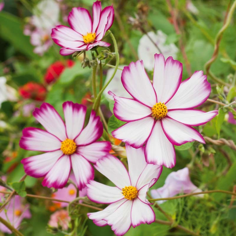 Cosmos bipinnatus 'Sensation Picotee'